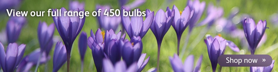 RHS bulb 2015 catalogue