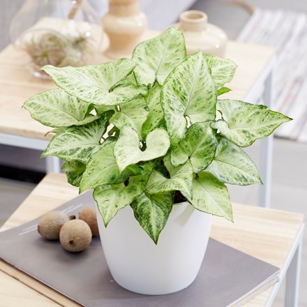 Buy Foliage indoor plants: