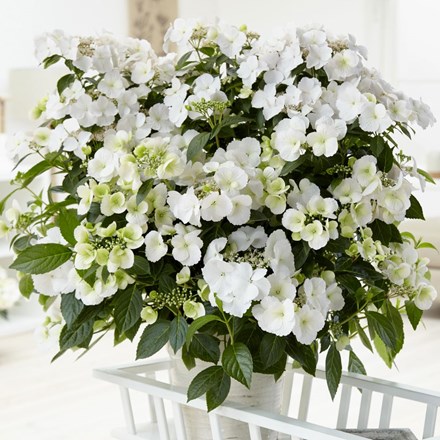 Buy Hydrangea: