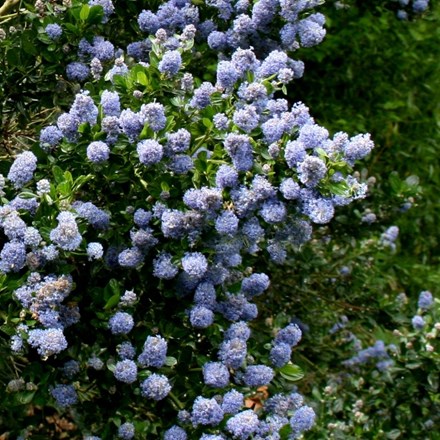 Buy Ceanothus:
