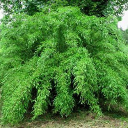 Buy Non invasive bamboo: