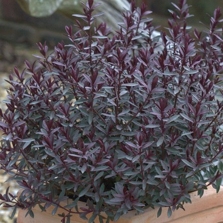 Buy Hebes:
