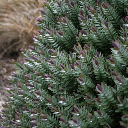 Buy Hebes: