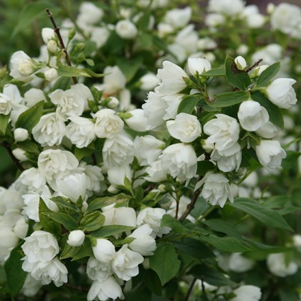 Buy Philadelphus: