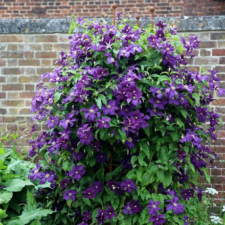 Buy Clematis: