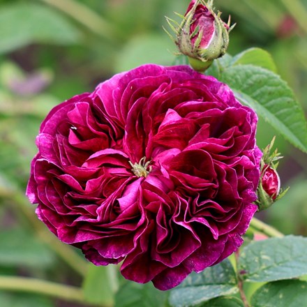 Roses by