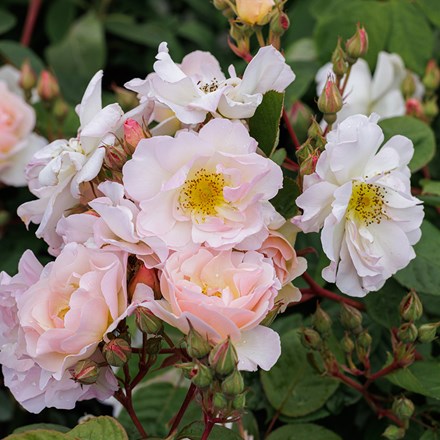Roses by
