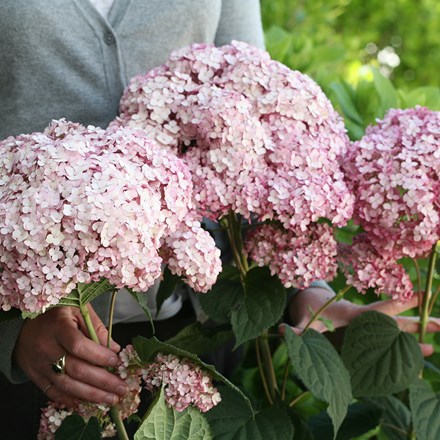 Buy Hydrangea: