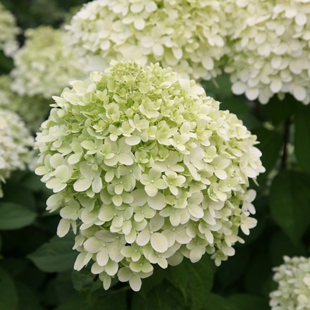 Buy Hydrangea: