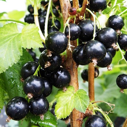 Buy blackcurrant: