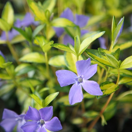 Buy evergreen trailing plants: