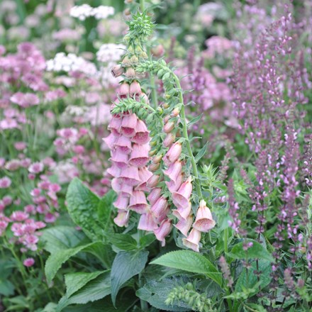 Buy digitalis: