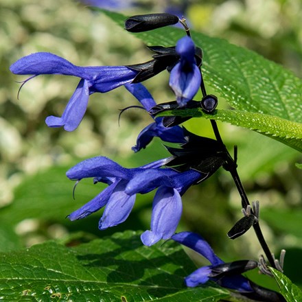 Buy Salvia: