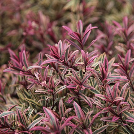 Buy Hebes: