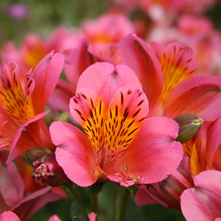 Buy alstroemeria:
