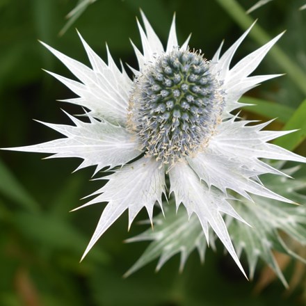 Buy Eryngium: