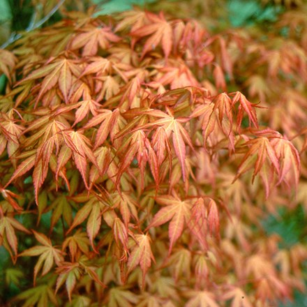 Buy acer palmatum: