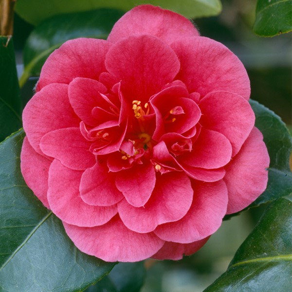 Buy Camellia: