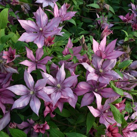Buy Clematis: