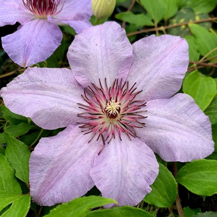 Buy Clematis: