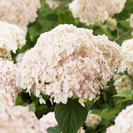 Buy Hydrangea: