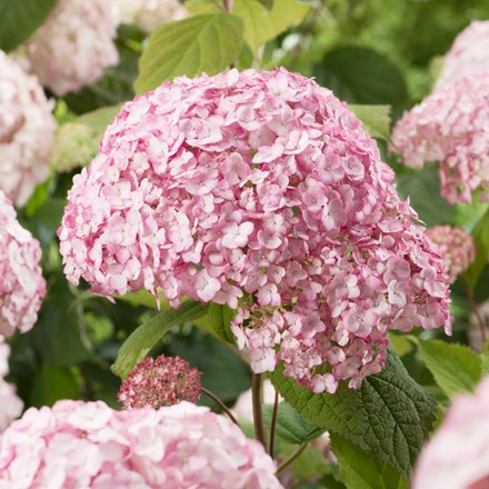 Buy Hydrangea:
