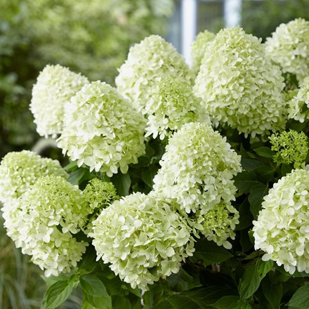 Buy Hydrangea: