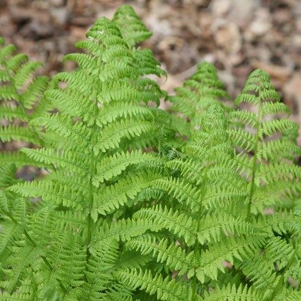 Ferns by