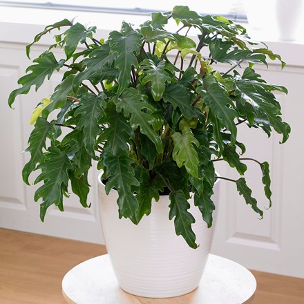 Buy Foliage indoor plants: