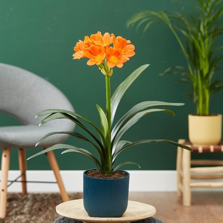 Buy Indoor Plants by