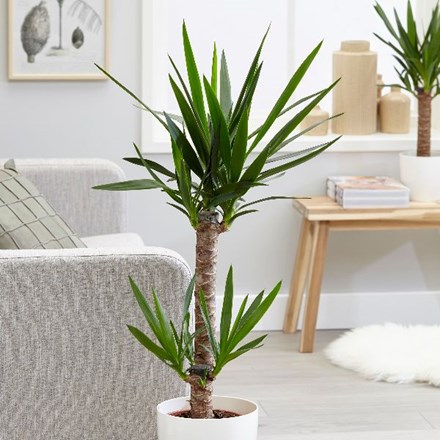 Buy Indoor Plants by