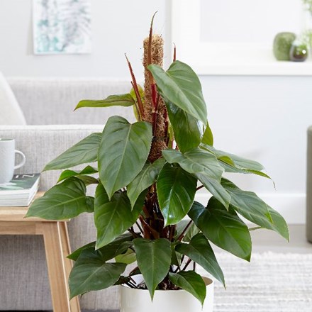 Buy Indoor Plants by