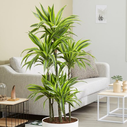 Buy Foliage indoor plants: