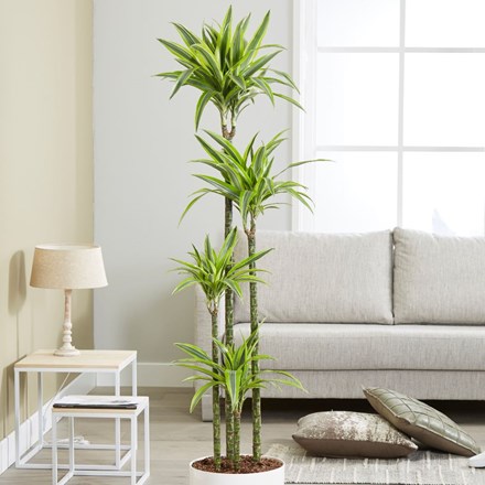 Buy Foliage indoor plants: