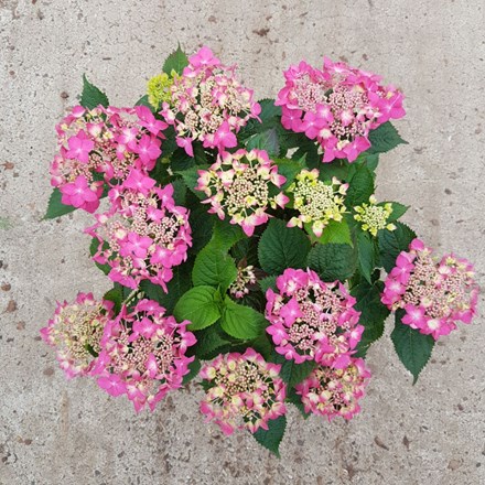 Buy Hydrangea: