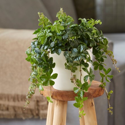 Buy Indoor Plants by
