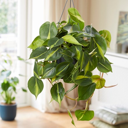 Buy Foliage indoor plants: