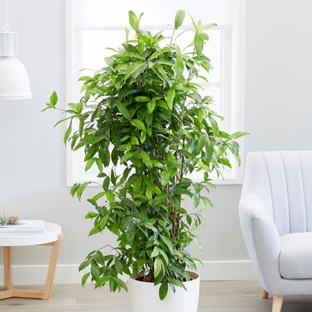 Buy Foliage indoor plants: