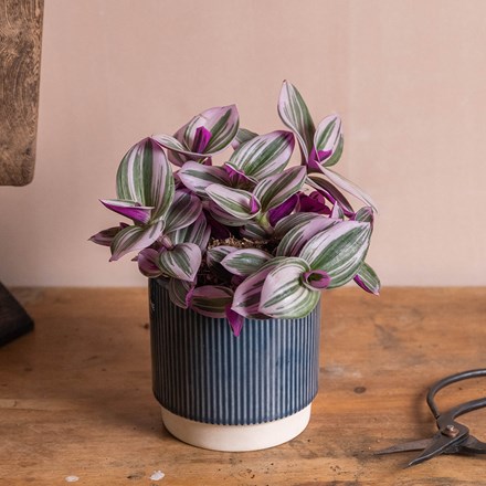Buy Foliage indoor plants: