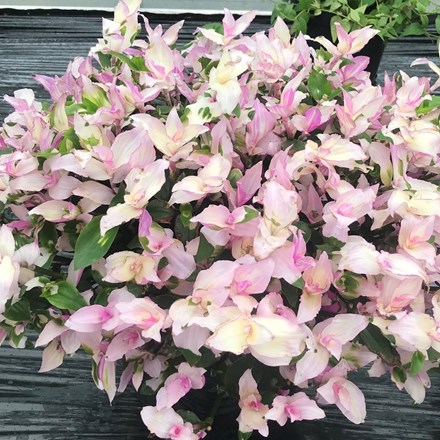 Buy evergreen trailing plants: