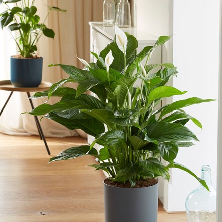 Buy Foliage indoor plants: