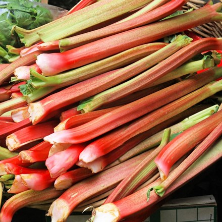 Buy Rhubarb: