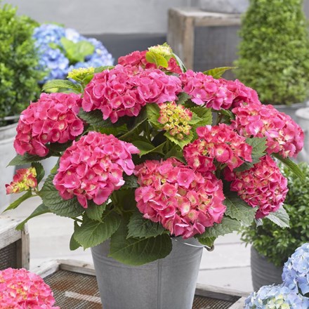 Buy Hydrangea:
