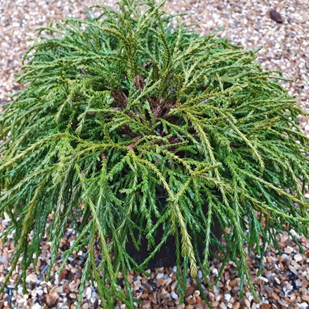 Buy Conifer Trees, Dwarf Conifers, and Hedging by