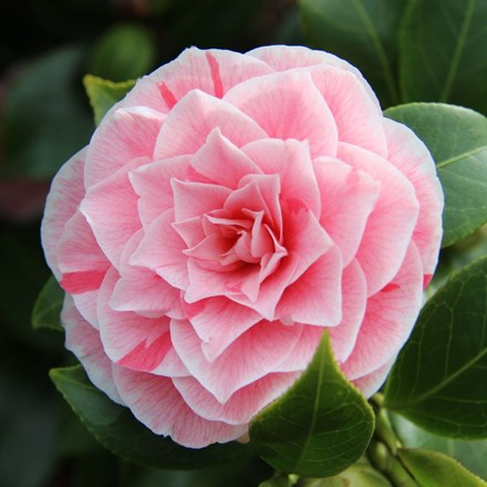 Buy Camellia: