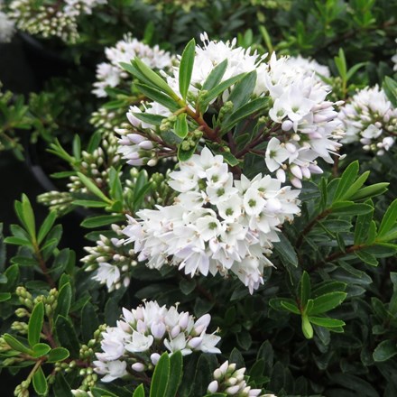 Buy Hebes: