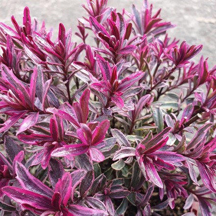 Buy Hebes: