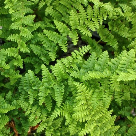 Ferns by