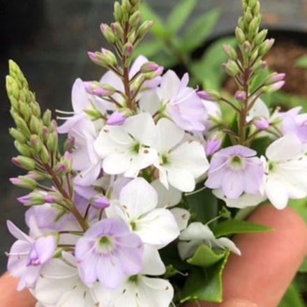 Buy Hebes: