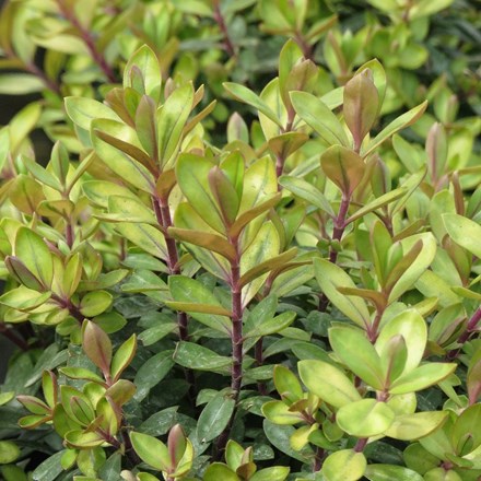 Buy Hebes: